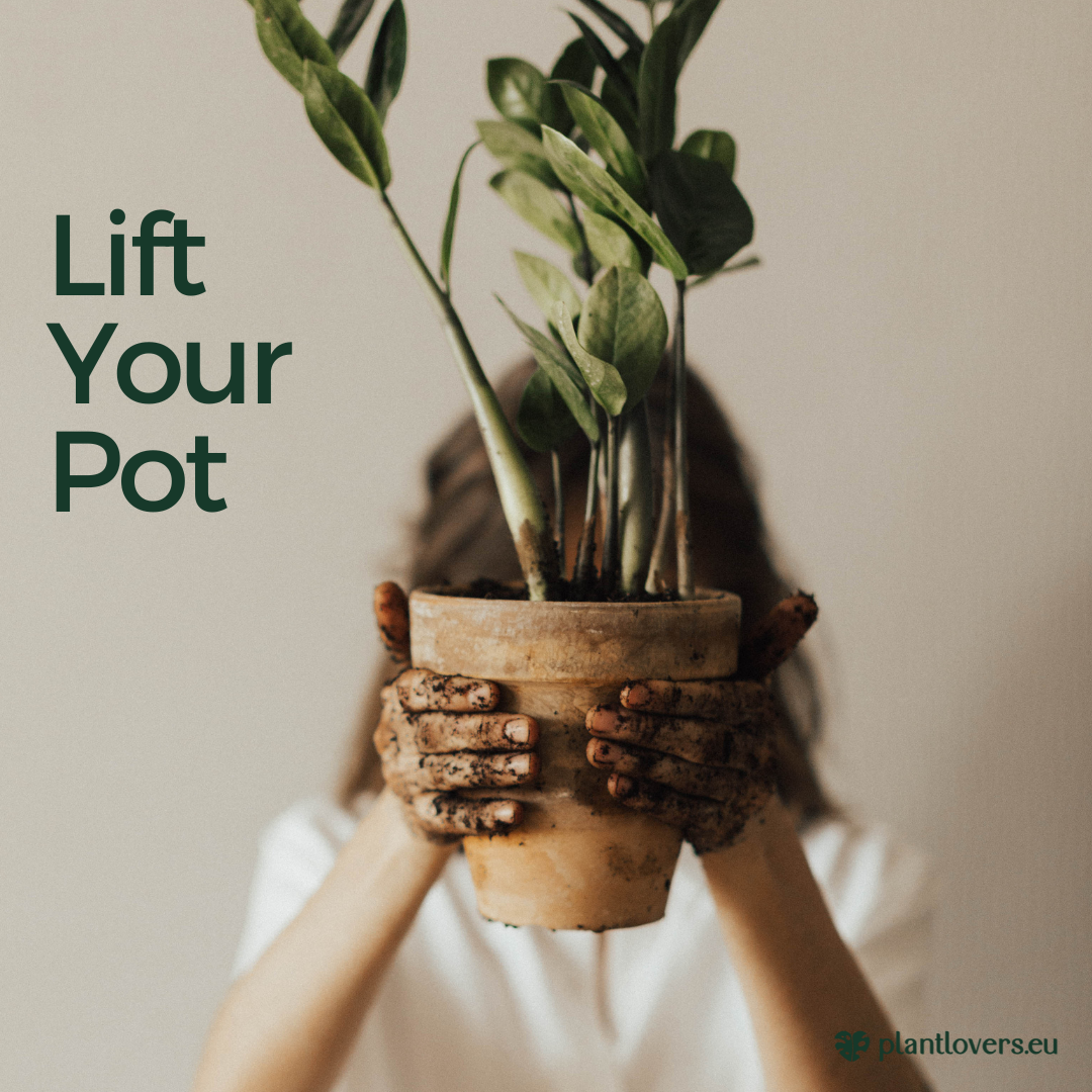 The Pot Lift Technique: A Guide to Watering Plants | Plantlovers.eu