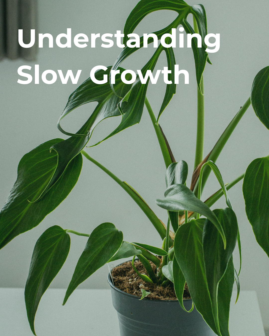 When Plant Growth Slows Down: How to Know What Your Plant Really Needs ...