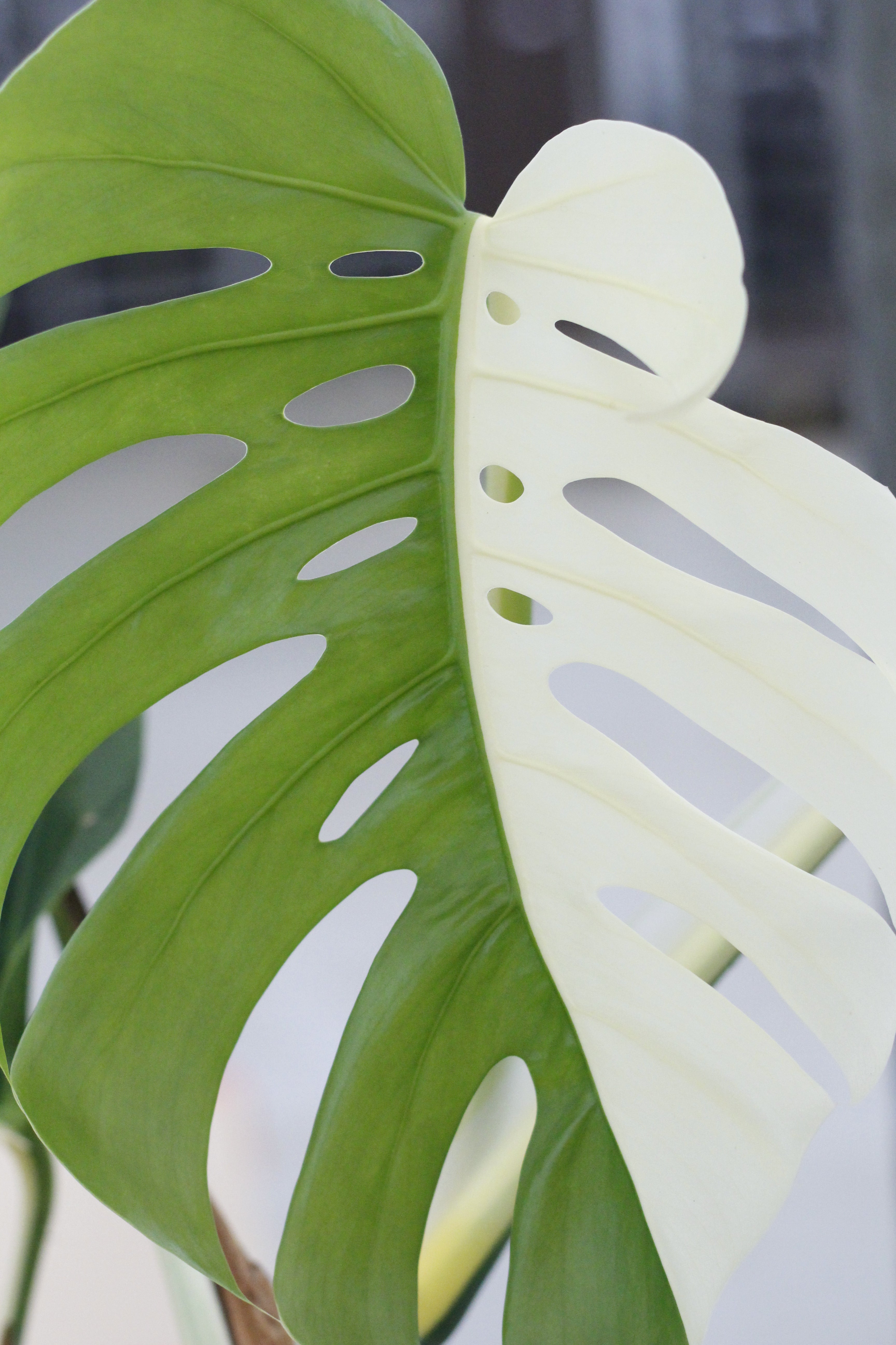What Is a Half Moon Monstera? The Truth Behind the Variegation ...