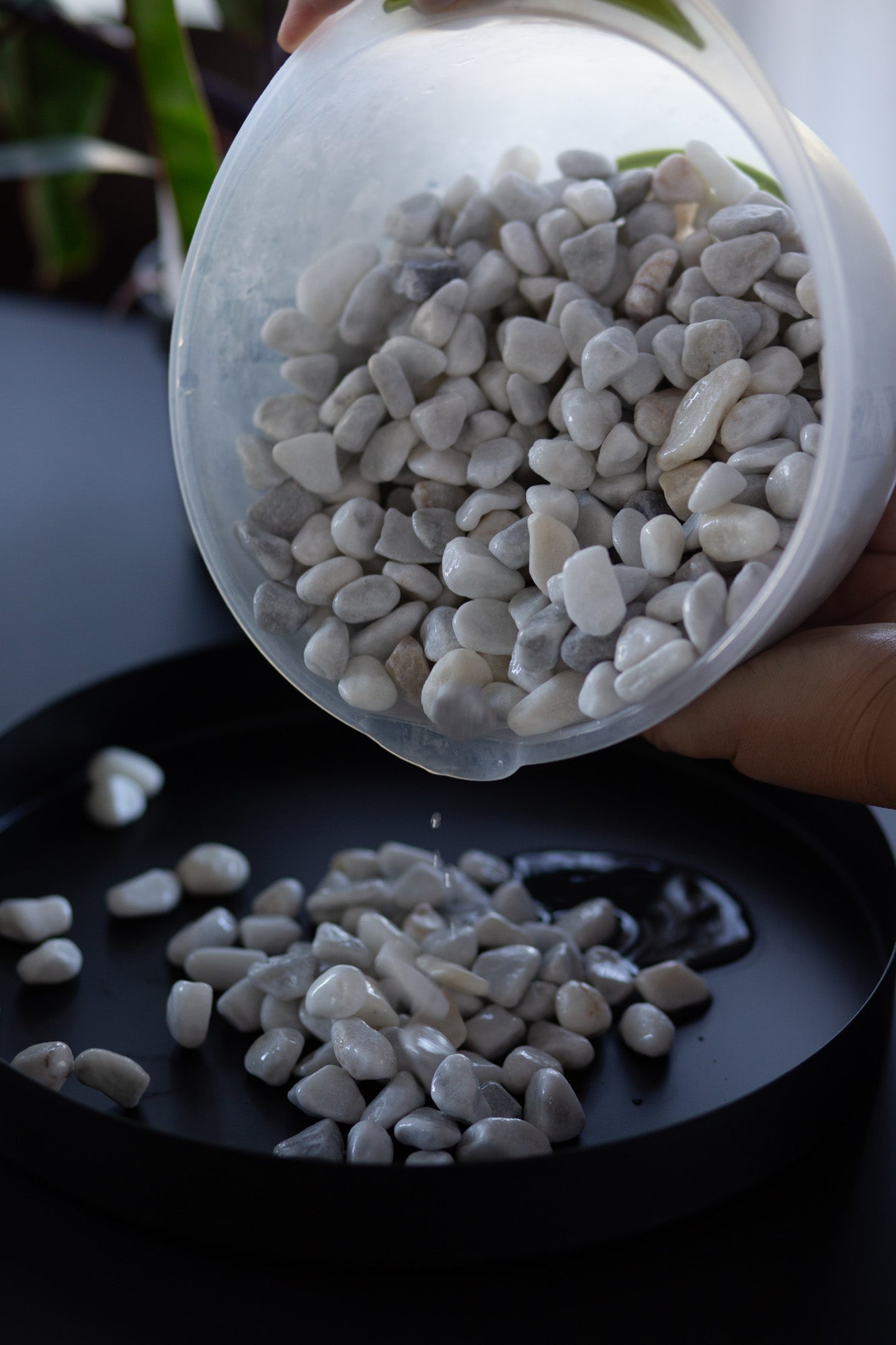 Create Your Own Moisture Tray: A Step-by-Step Guide – Plantlovers