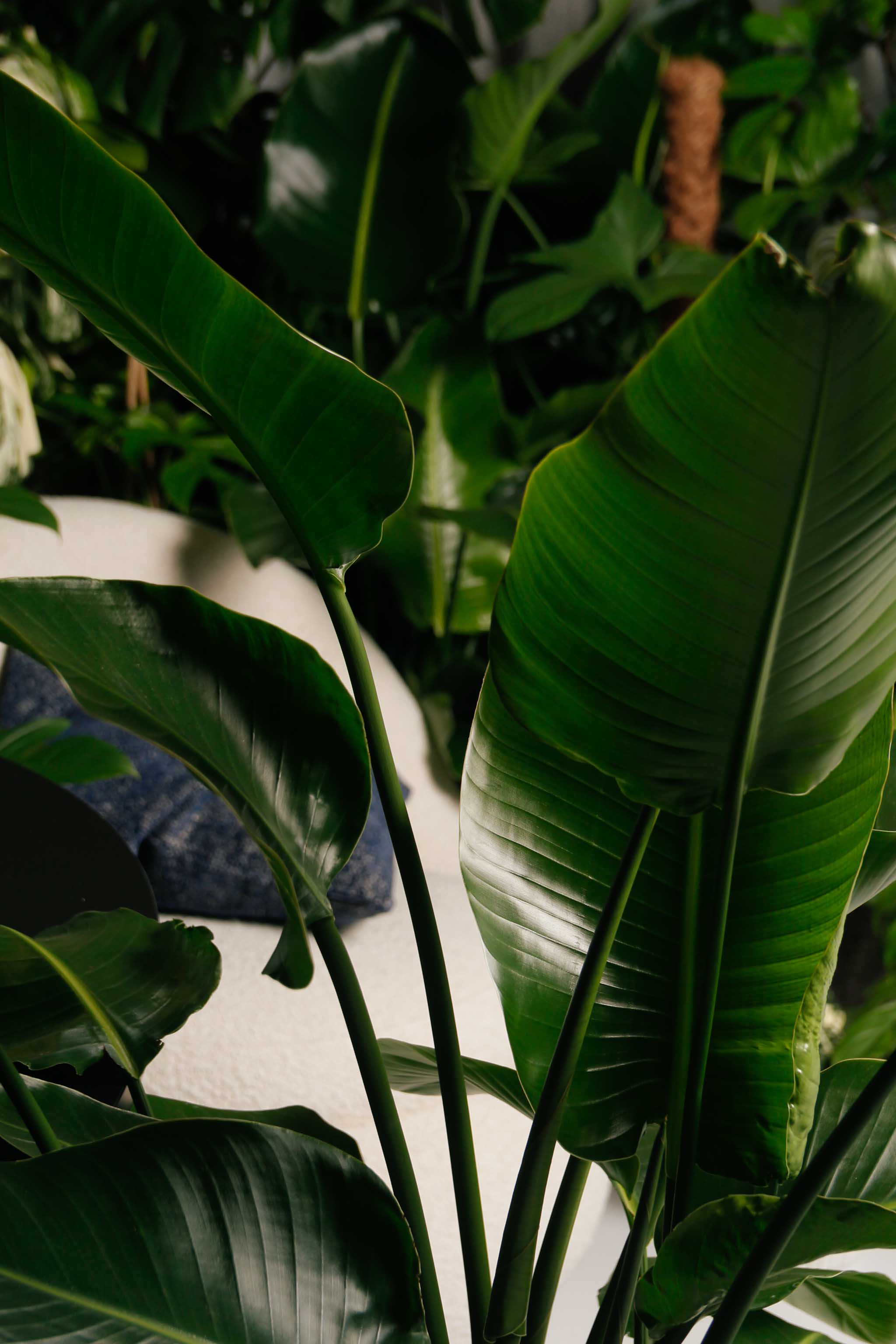 How to care for your Strelitzia – Plantlovers