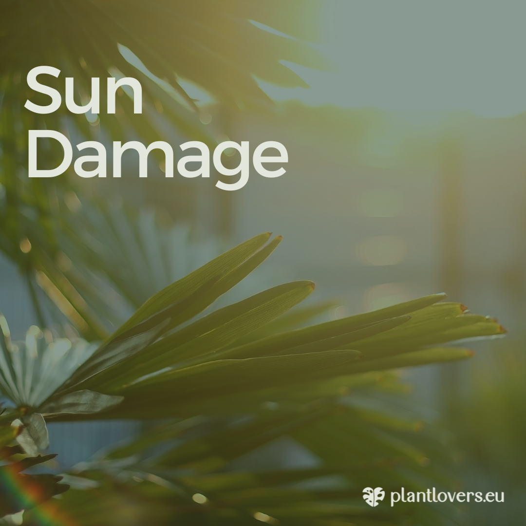 How to Spot & Treat Sun Damage on Houseplants | Plantlovers.eu