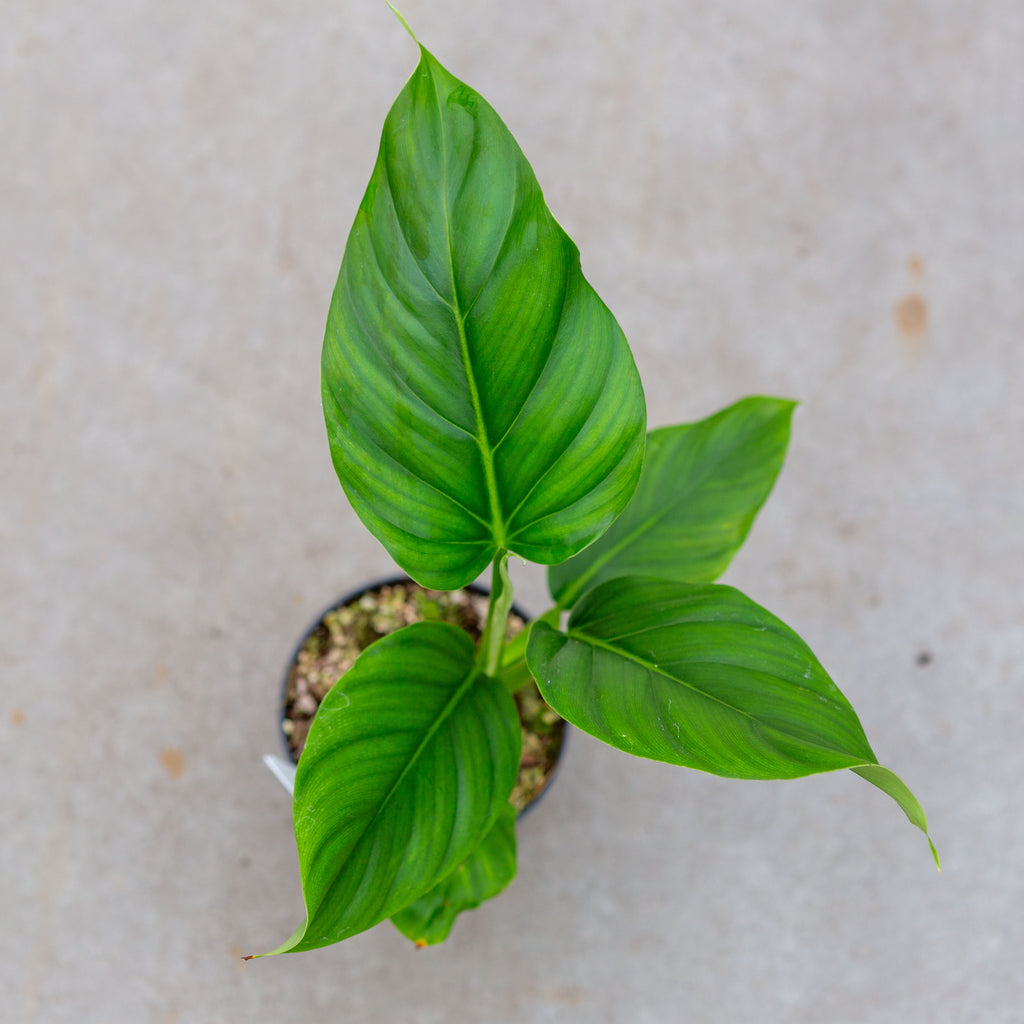 Philodendron Giganteum - Magnificent Plant with Huge Elongated Textured ...