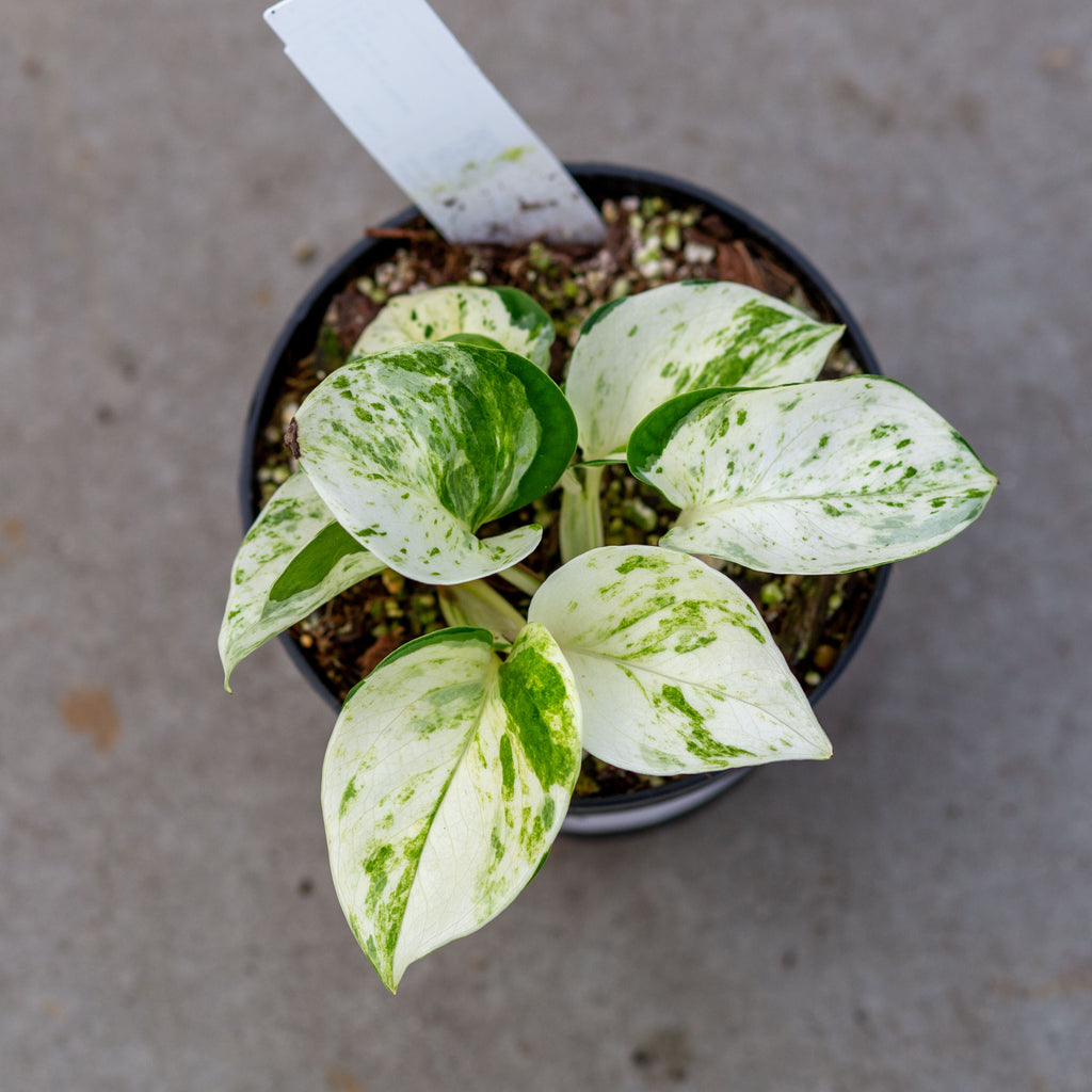Epipremnum Manjula Happy Leaf – Variegated Pothos – Available in 12 cm ...
