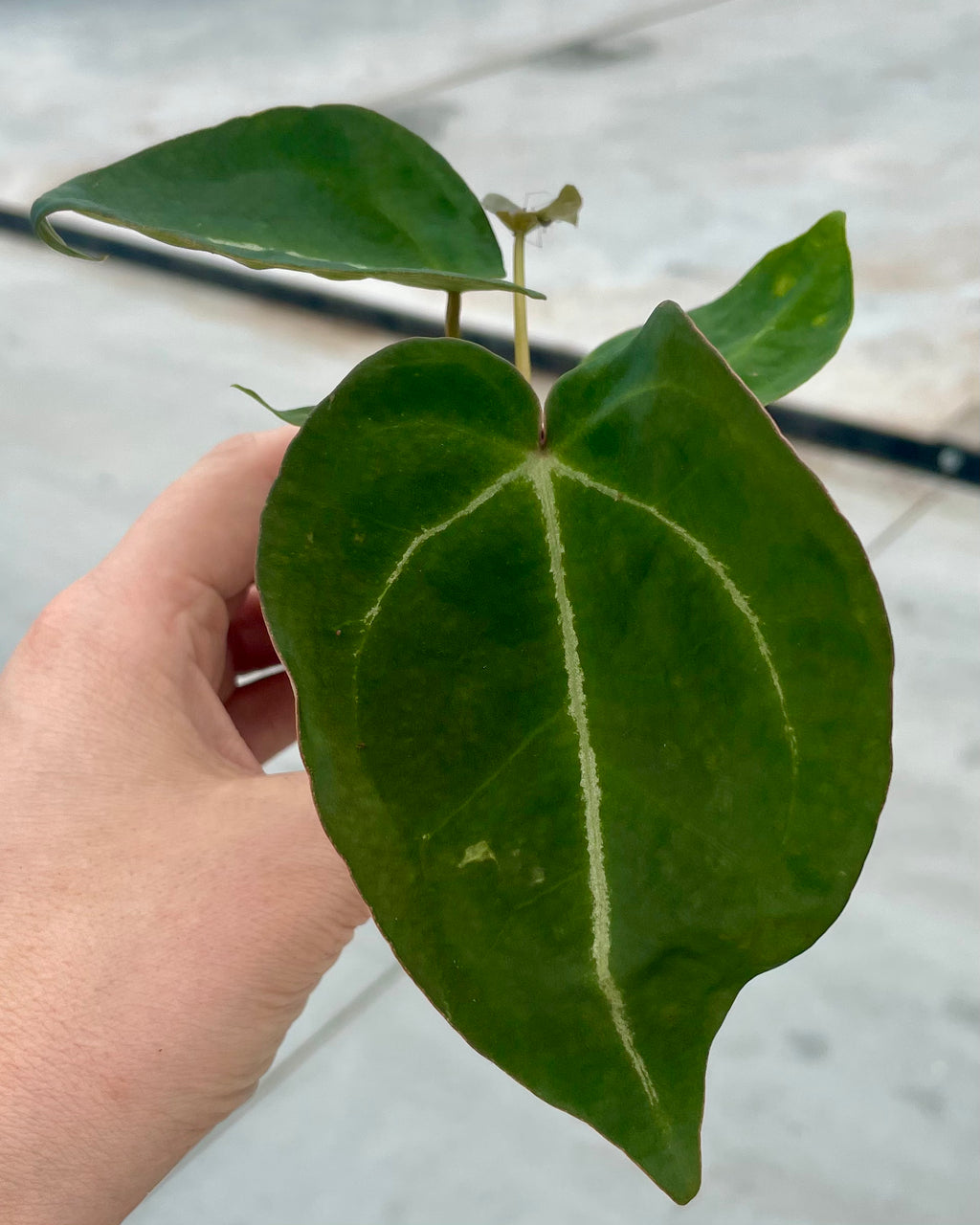 Anthurium Forgetti – Rare Tropical Beauty – Available in 6 cm and 12 cm ...