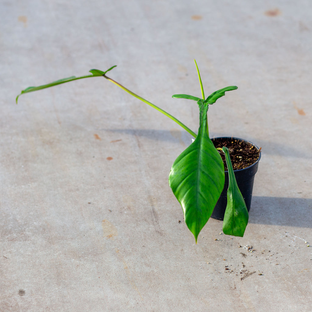 Philodendron joepii – Plantlovers