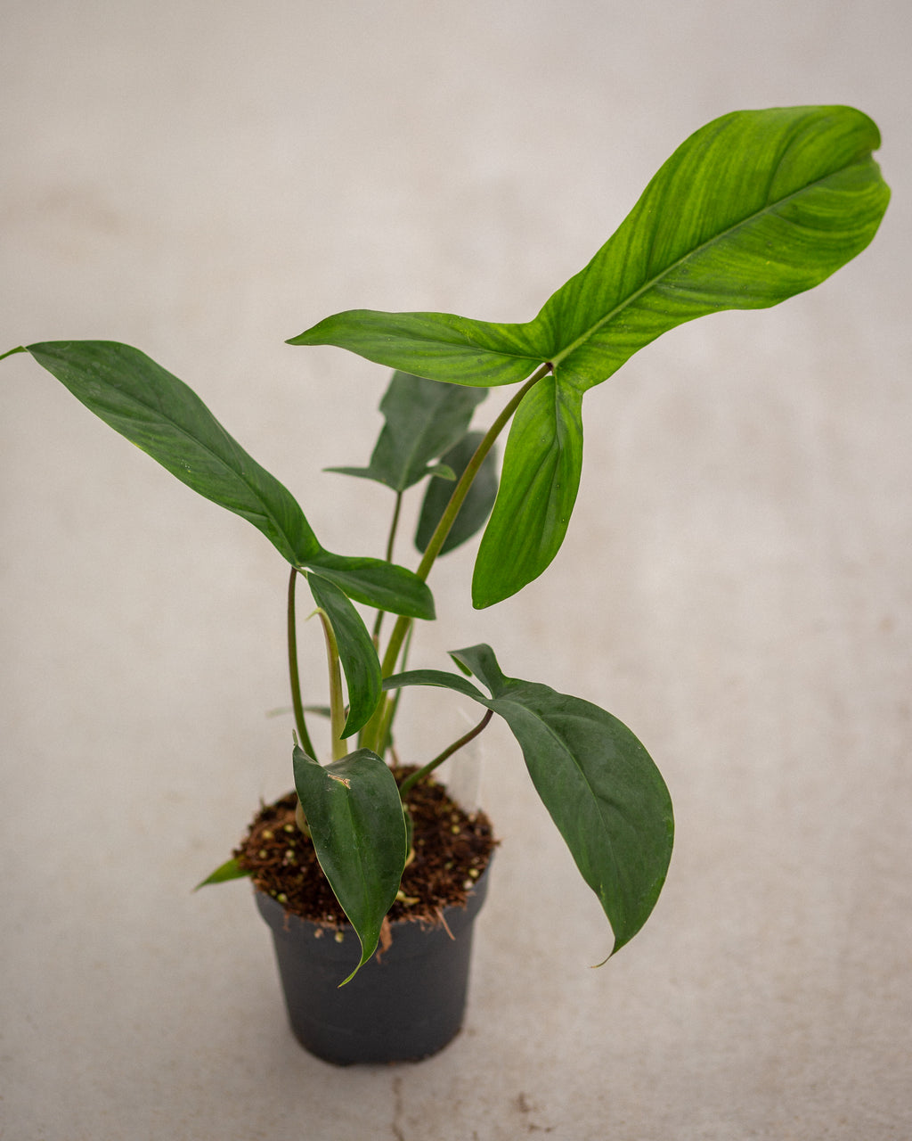 Philodendron 69686 – Rare Aroid with Deeply Lobed Leaves | Plantlovers.eu