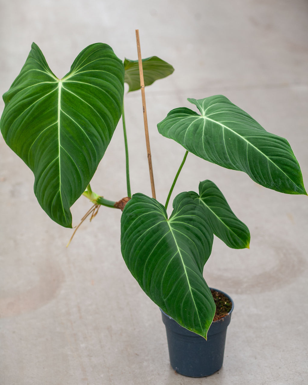 Shop Philodendron Glorious - Potsize 12 - Low-maintenance Indoor Plant ...