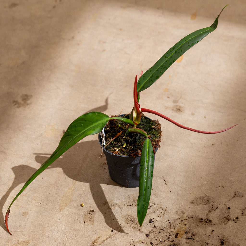 Philodendron Bicolor - Rare and Elegant Plant with Elongated Leaves ...