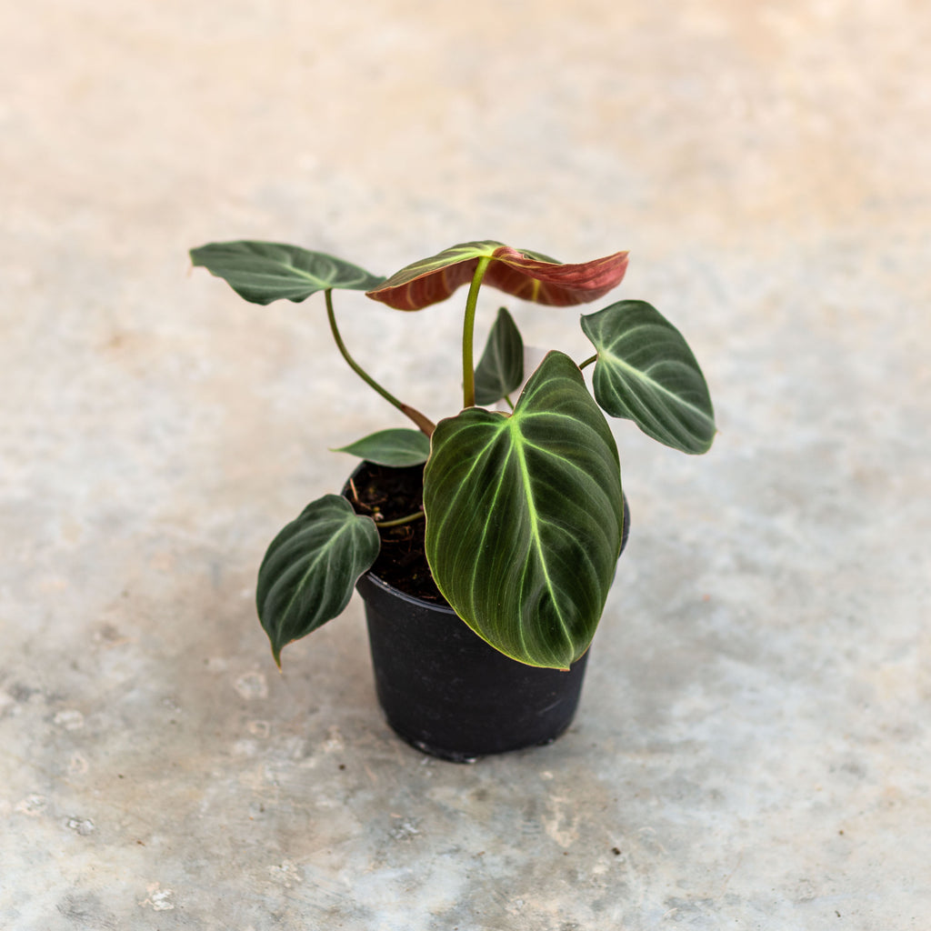 Buy Philodendron 'El Choco Red' Plants Online | PlantLovers.eu ...