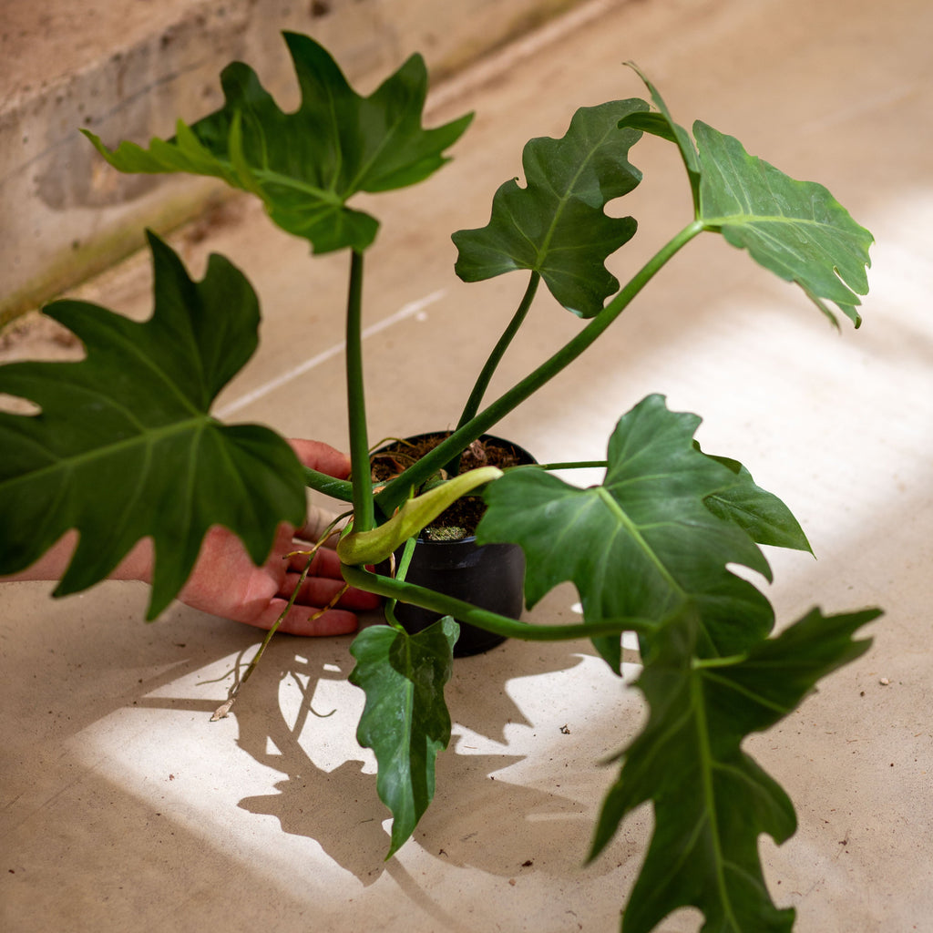 Buy your Philodendron Mayoi straight from our greenhouse in Belgium ...