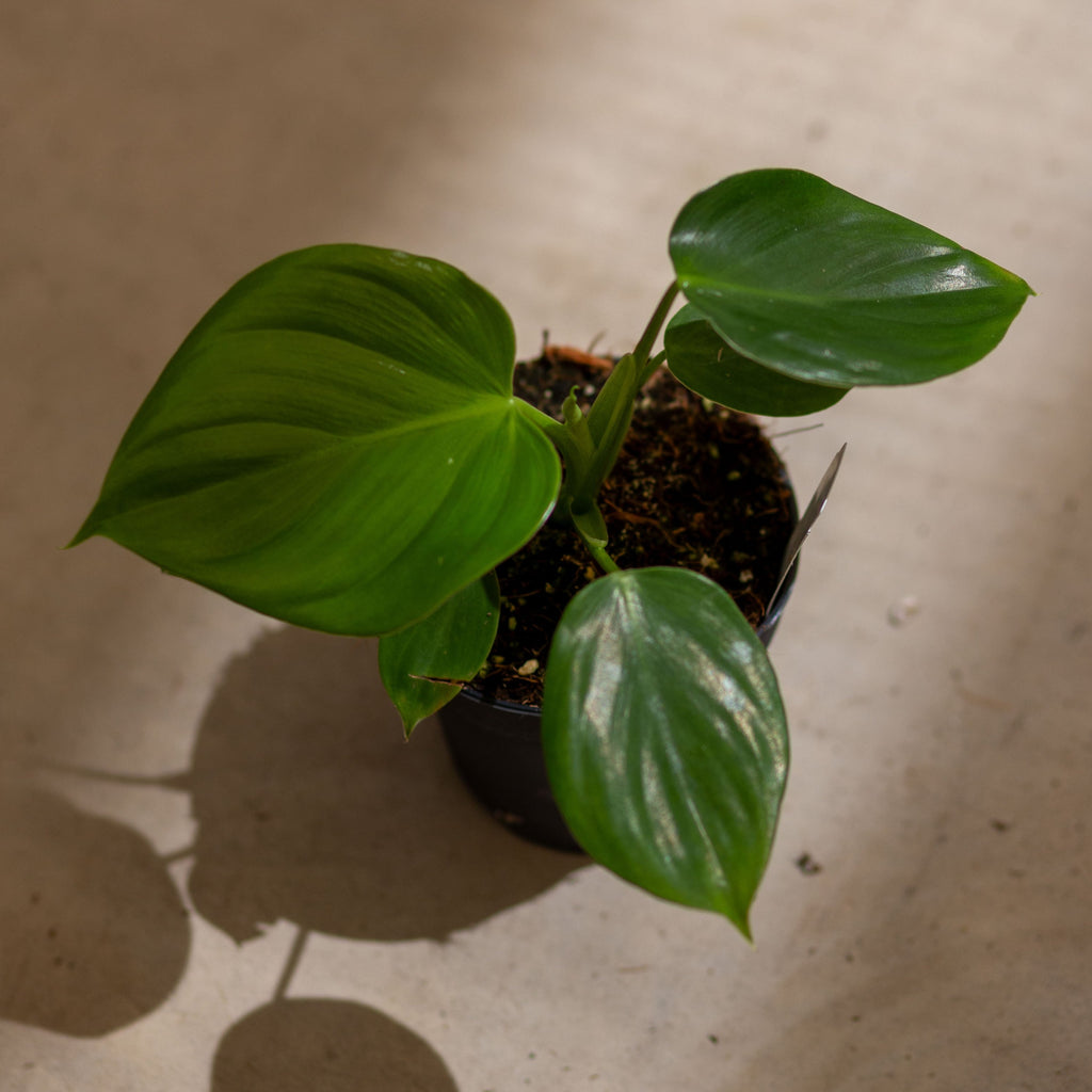 Philodendron Pittieri – Tropical Plant with Heart-Shaped Leaves ...