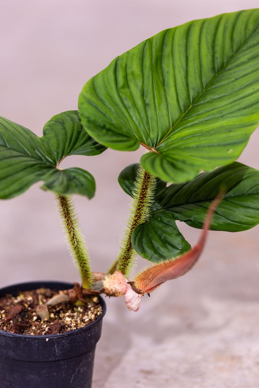 Discover the Exotic Beauty of Philodendron Serpens with Hairy Petioles ...